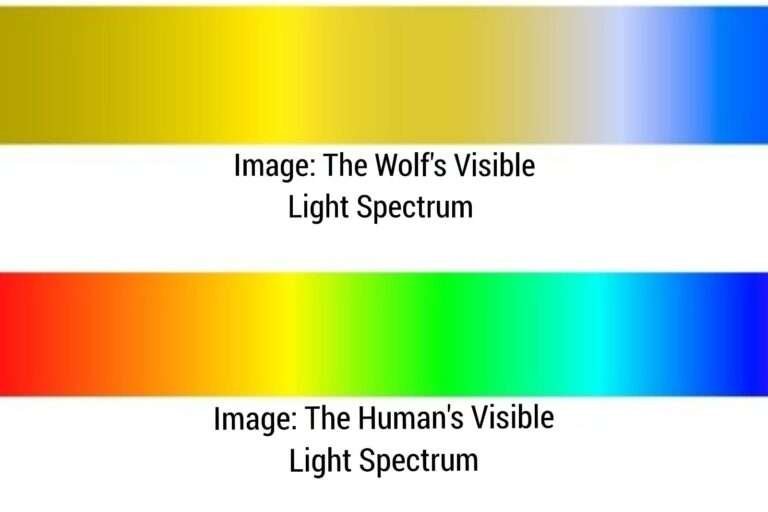 What colors do Wolves see? Wolves Color & Night Vision Explained ...