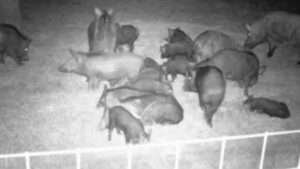 What Colors do Pigs see? (Are Pigs Colorblind) | Fact 2023 - HowitSee