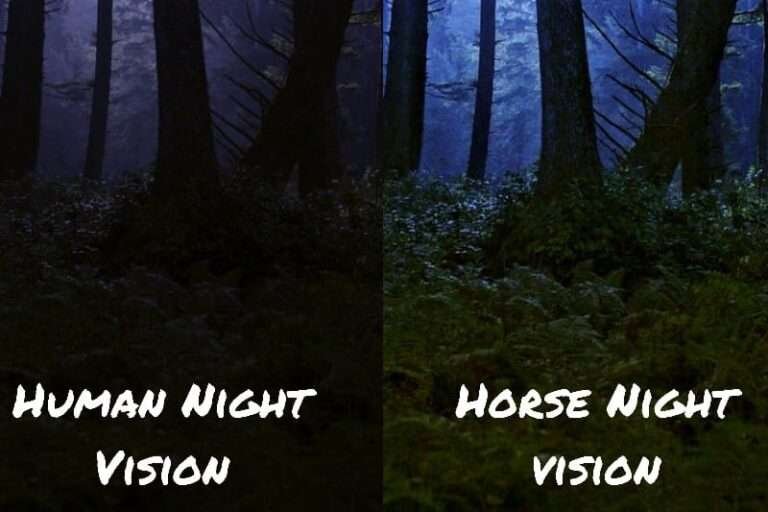 What Colors can Horses see? Guide on Horse Vision (Updated) - HowitSee