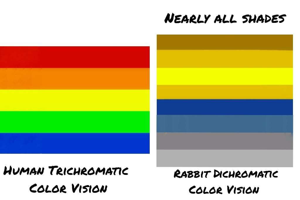 What Colors Can Rabbits See Rabbit Vision Vs Human Vision Explained