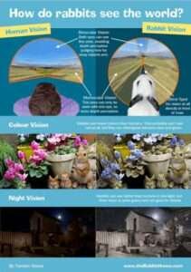 What colors can Rabbits see? Rabbit vision vs. Human vision Explained ...