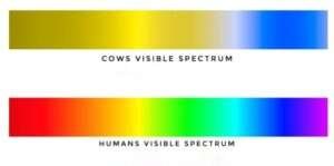 What Colors do Cows see? (Are Cows Colorblind) | Fact 2023 - HowitSee