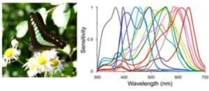 How do Butterflies see? (What colors do Butterflies see) | Updated ...