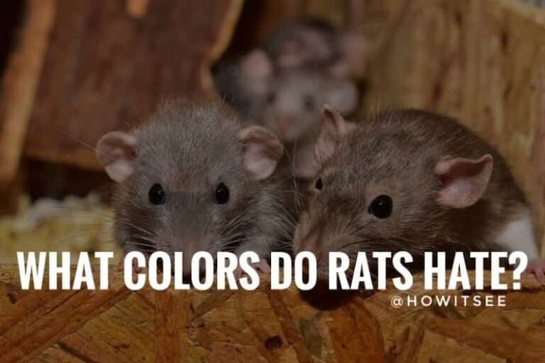 What Colors Do Rats Hate Or Like Rat Vision Guide Updated What Colors Do Rats Hate Or Like Rat Vision Guide Updated