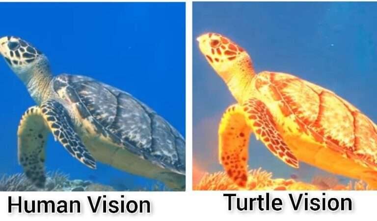 Are Turtles Colorblind or can Turtles see Color? Turtle Vision ...