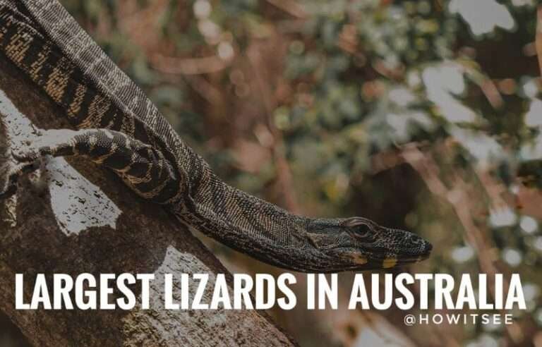 Top 5 Largest Lizards in Australia | Biggest Lizards (2022)