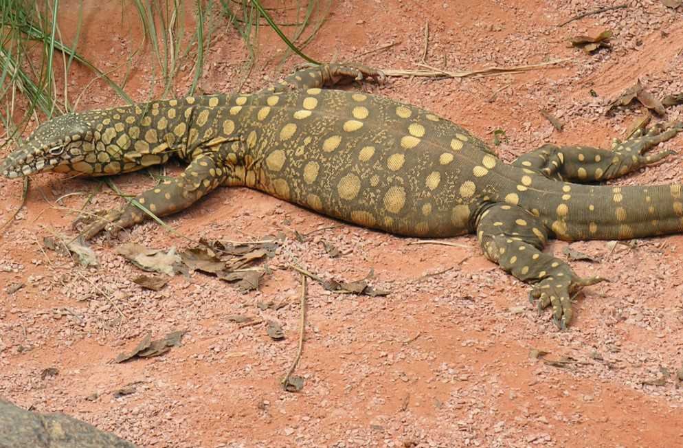 Top 5 Largest Lizards in Australia | Biggest Lizards (2022)