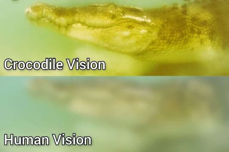 Can Alligators/Crocodiles see underwater? (Crocodile & Alligator Vision ...
