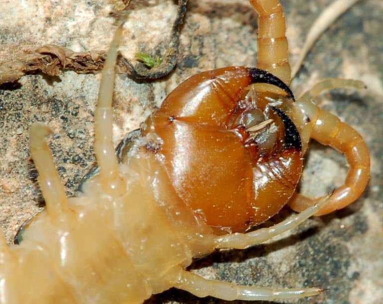 Do Centipedes have Eyes? Centipede Vision Explained 2023 - HowitSee