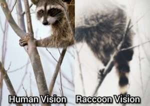 Can Raccoons See in Daylight & at Night? Raccoons Vision Explained ...