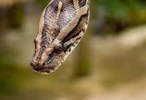 List of Most Expensive Reptiles in the World that are difficult to ...