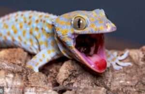 List of Most Expensive Reptiles in the World that are difficult to ...