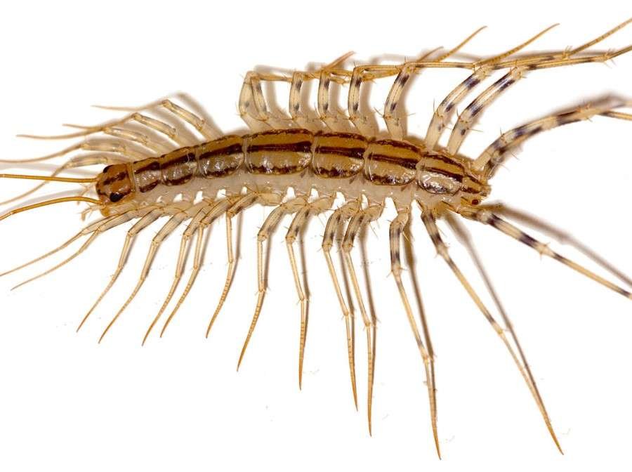 Do Centipedes have Eyes? Centipede Vision Explained 2023 - HowitSee
