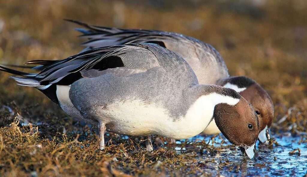 What to feed Ducks at Park? Ducks Feeding (2022)
