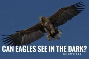 Can Eagles see in the Dark? (Eagle vision vs. Human vision) | Explained ...