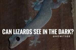 Can Lizards see in the Dark? Lizard Vision Explained (2023) - HowitSee