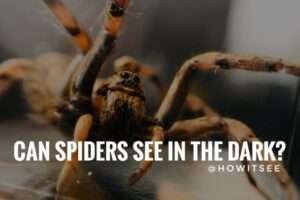 Can Spiders see in the Dark? Spider Night Vision Explained (2023 ...