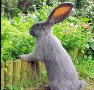 Top 10 Most Expensive Rabbit Breeds in the world (Expensive Bunnies ...