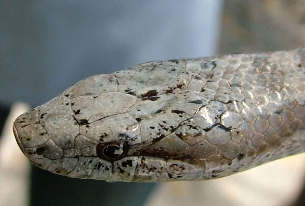 Top 20 Rarest Snakes in the World (According to Conversation Status ...