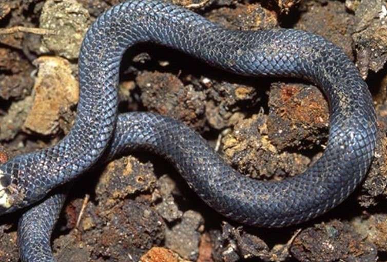 Top 20 Rarest Snakes in the World (According to Conversation Status ...