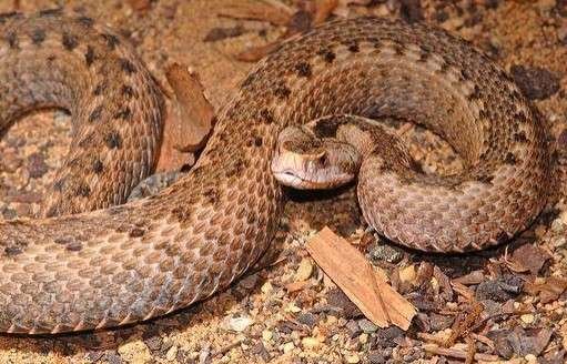 Top 20 Rarest Snakes in the World (According to Conversation Status ...