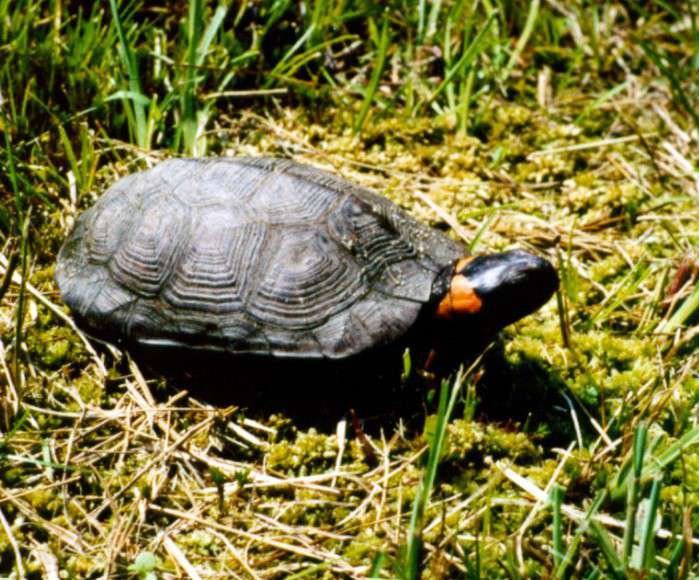 Top 15 Rarest Turtles in the world (Most Endangered Turtles) | 2022