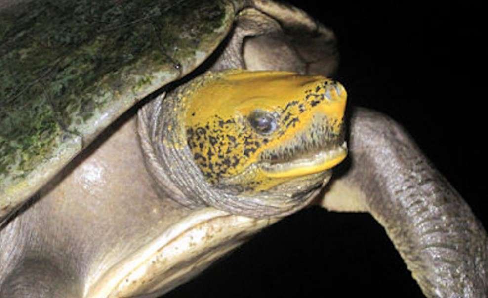 Top 15 Rarest Turtles in the world (Most Endangered Turtles) | 2022