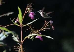 What Colors do Hummingbirds see? Hummingbird Vision with Colors ...