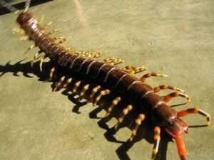 Top 10 Largest Centipedes in the world (Biggest Centipede 2023)