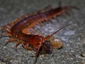 Top 10 Largest Centipedes in the world (Biggest Centipede 2023)