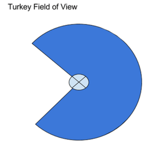 What colors can Turkeys see? Turkey Vision vs Human Vision 2023 - HowitSee