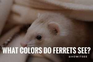 What colors do Ferrets see? Ferrets Vision Explained (2023) - HowitSee
