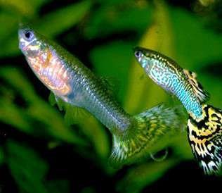 10 Animals that can see Infrared Light (List 2022)