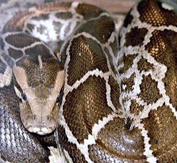 10 Animals that can see Infrared Light (List 2023)