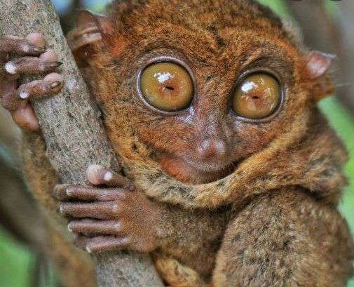 List of 15 Animals with Big Eyes in the World (Largest Eyes 2022)