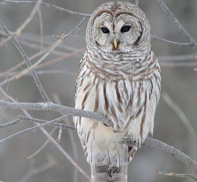 Top 10+ Strongest Owls in the world (Largest Owls 2023) - HowitSee