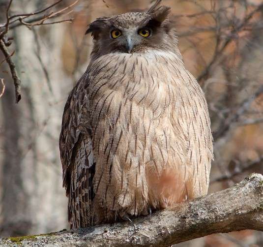 Top 10+ Strongest Owls in the world (Largest Owls 2023) - HowitSee