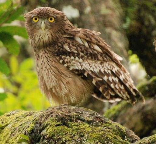 Top 10+ Strongest Owls in the world (Largest Owls 2023) - HowitSee