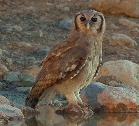 Top 10+ Strongest Owls in the world (Largest Owls 2023) - HowitSee