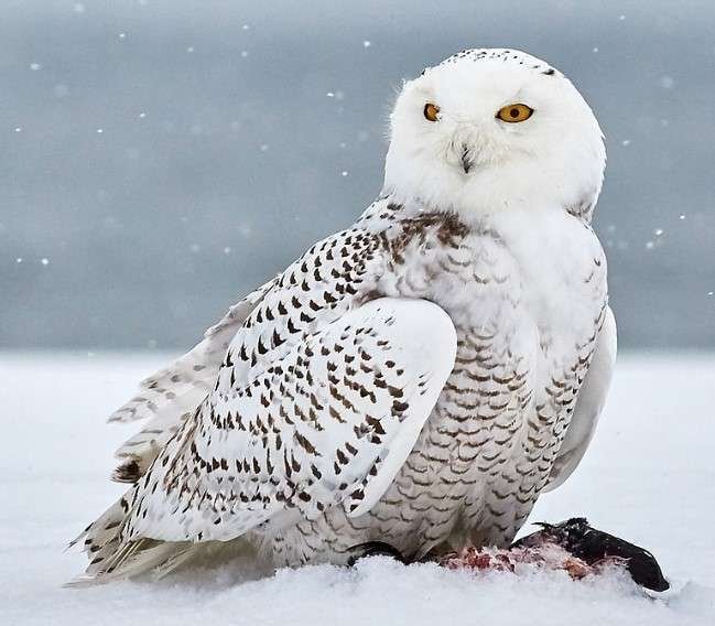 Top 10+ Strongest Owls in the world (Largest Owls 2023) - HowitSee