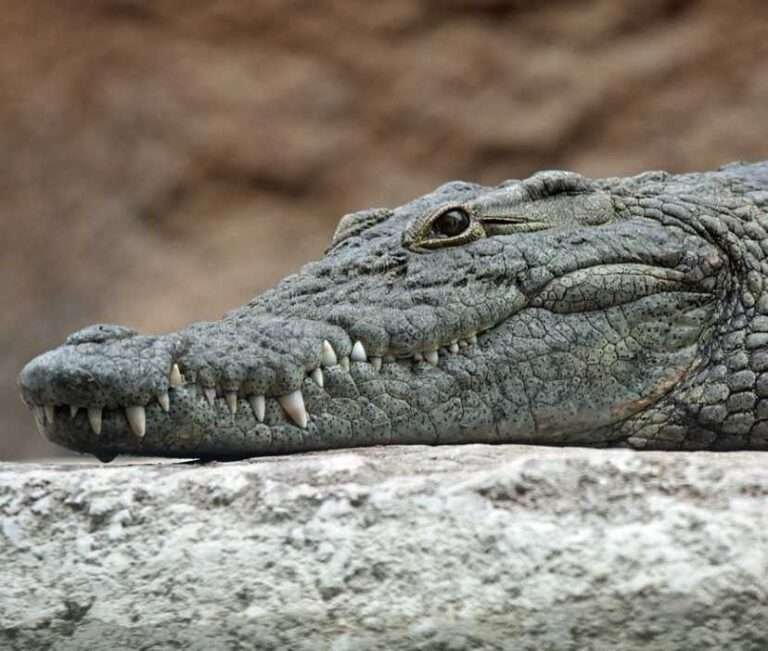 20+ Animals that eat Rocks or Stones (With Pictures)