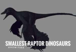 Top 10 Smallest Raptor Dinosaurs Ever (Ranked) - HowitSee