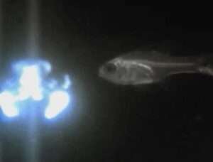 20 Animals with Superpowers (Unbelievable List) - HowitSee