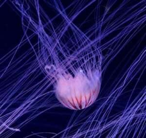 20 Animals with Superpowers (Unbelievable List) - HowitSee