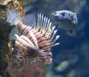 20 Animals with Superpowers (Unbelievable List) - HowitSee