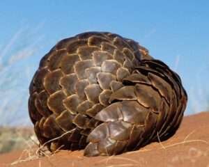 20 Animals with Superpowers (Unbelievable List) - HowitSee