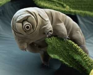 20 Animals with Superpowers (Unbelievable List) - HowitSee