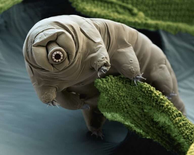 20 Animals with Superpowers (Unbelievable List) - HowitSee