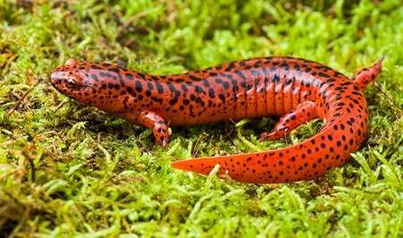 Top 15 Largest Salamanders in the world (Biggest Salamanders 2023)