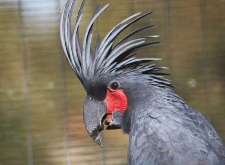 Top 10 Most Expensive Parrots in the World (to Keep as Pets 2023 ...